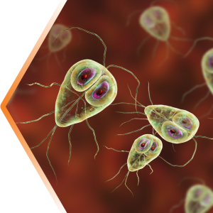 Parasite Cleanse Support - Herbal Treatment - BioMatrix Para-X